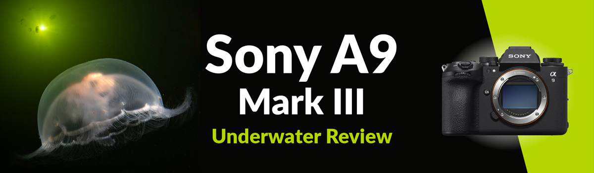 Sony A9 III Review - Underwater Photography Guide